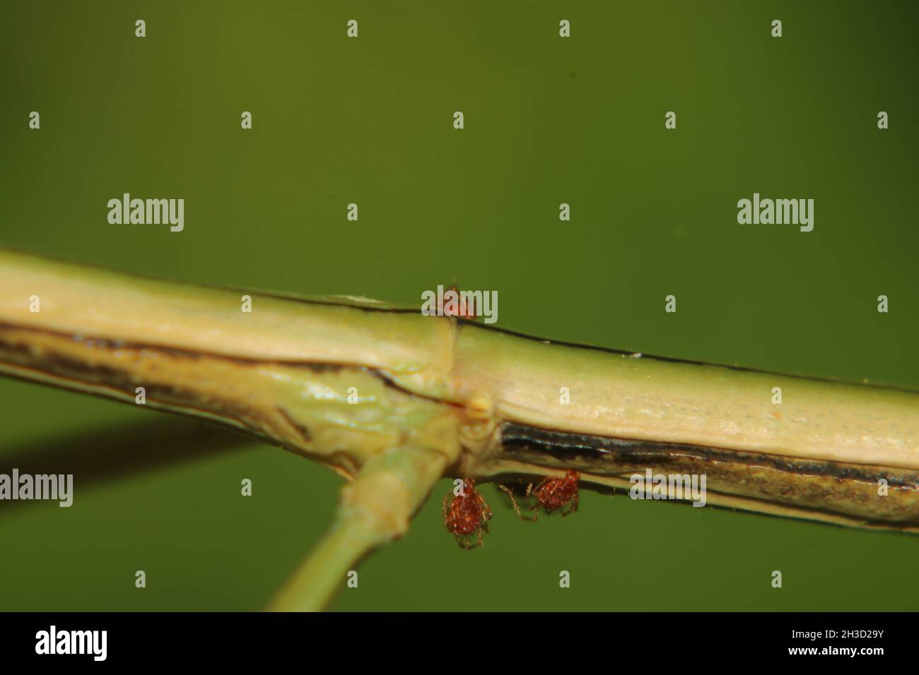 Insect with parasitic mite hi-res stock photography and images - Alamy