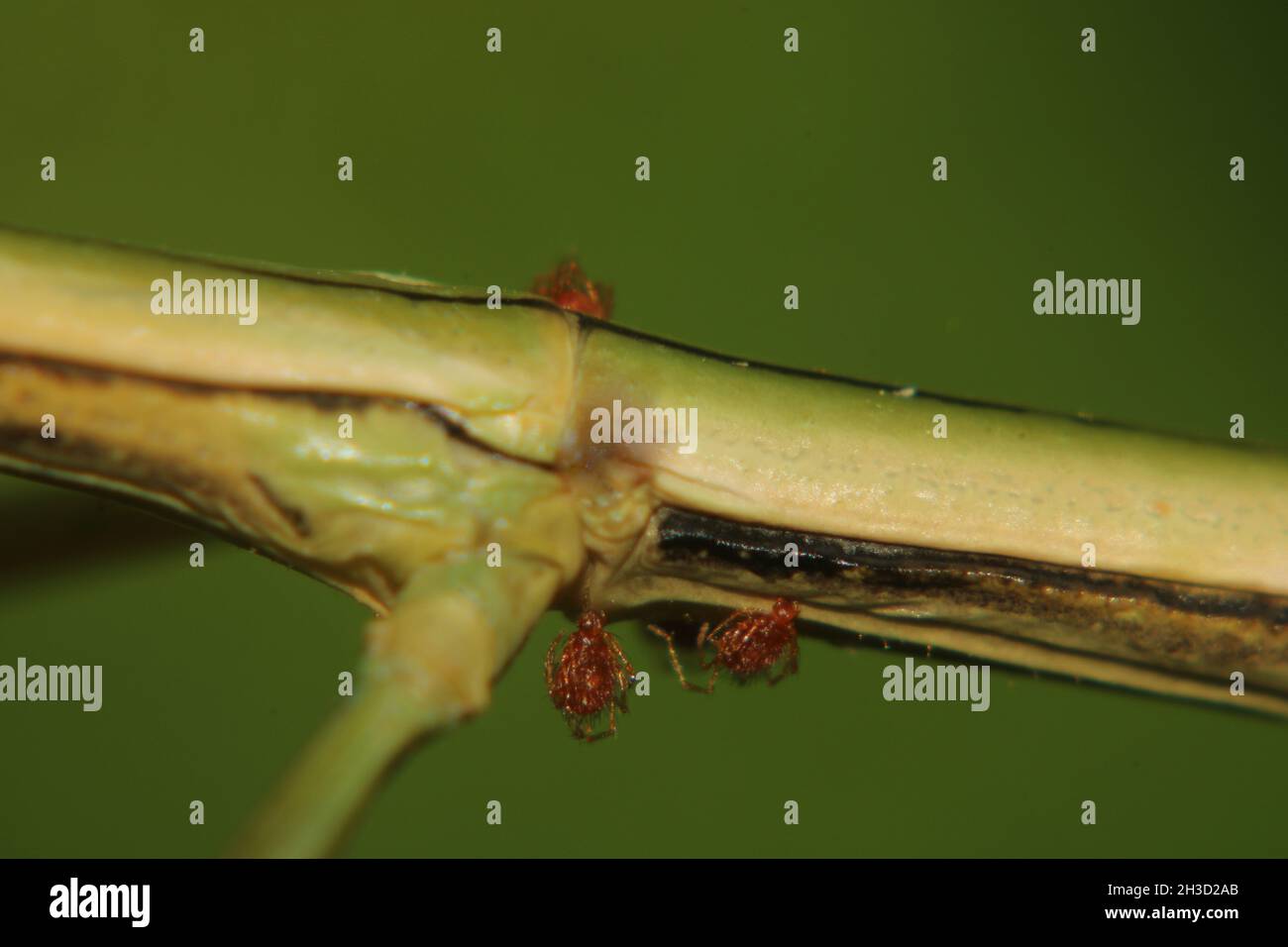 Parasitic red mites hi-res stock photography and images - Alamy