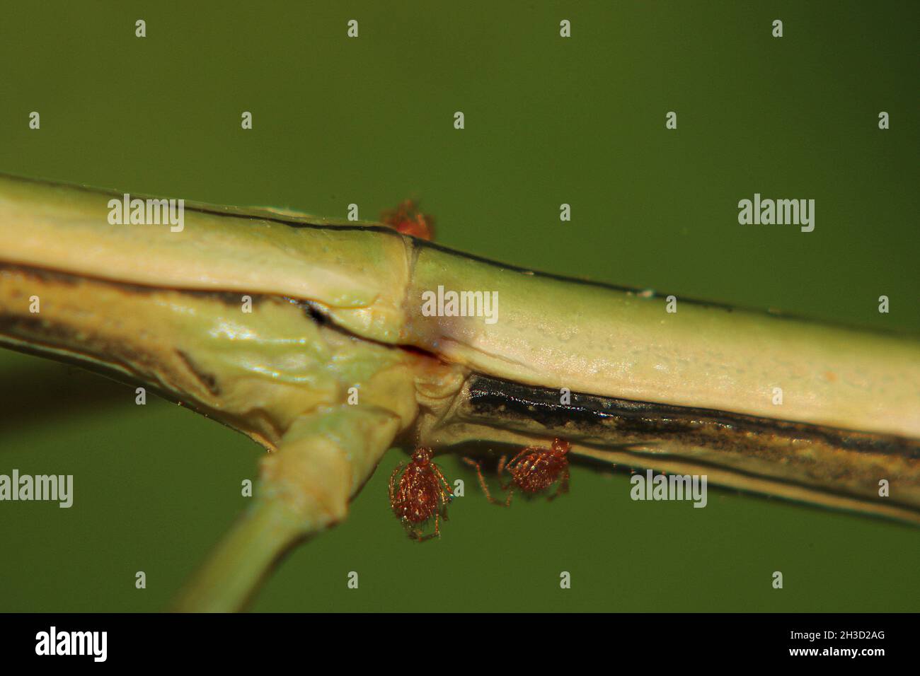 Red parasitic mites on stick insect host Stock Photo - Alamy
