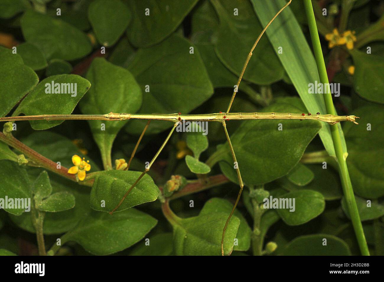 Red parasitic mites on stick insect host Stock Photo - Alamy