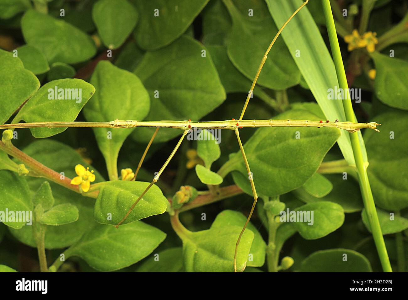 Red parasitic mites on stick insect host Stock Photo - Alamy
