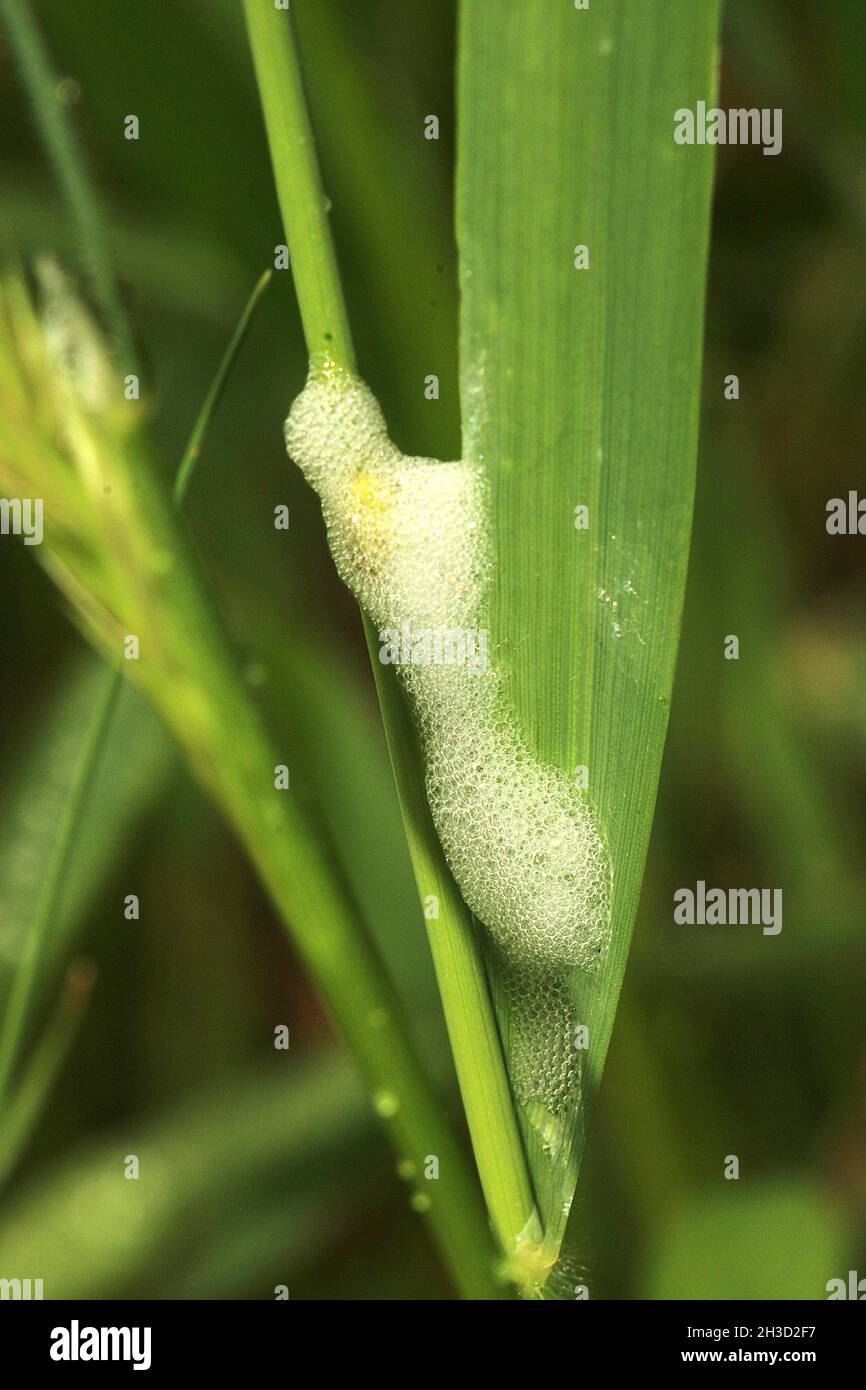 Spit frog hopper hi-res stock photography and images - Alamy