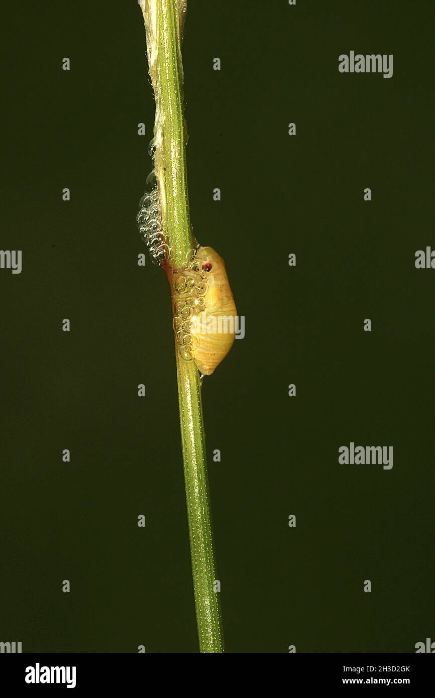 Spit frog hopper hi-res stock photography and images - Alamy