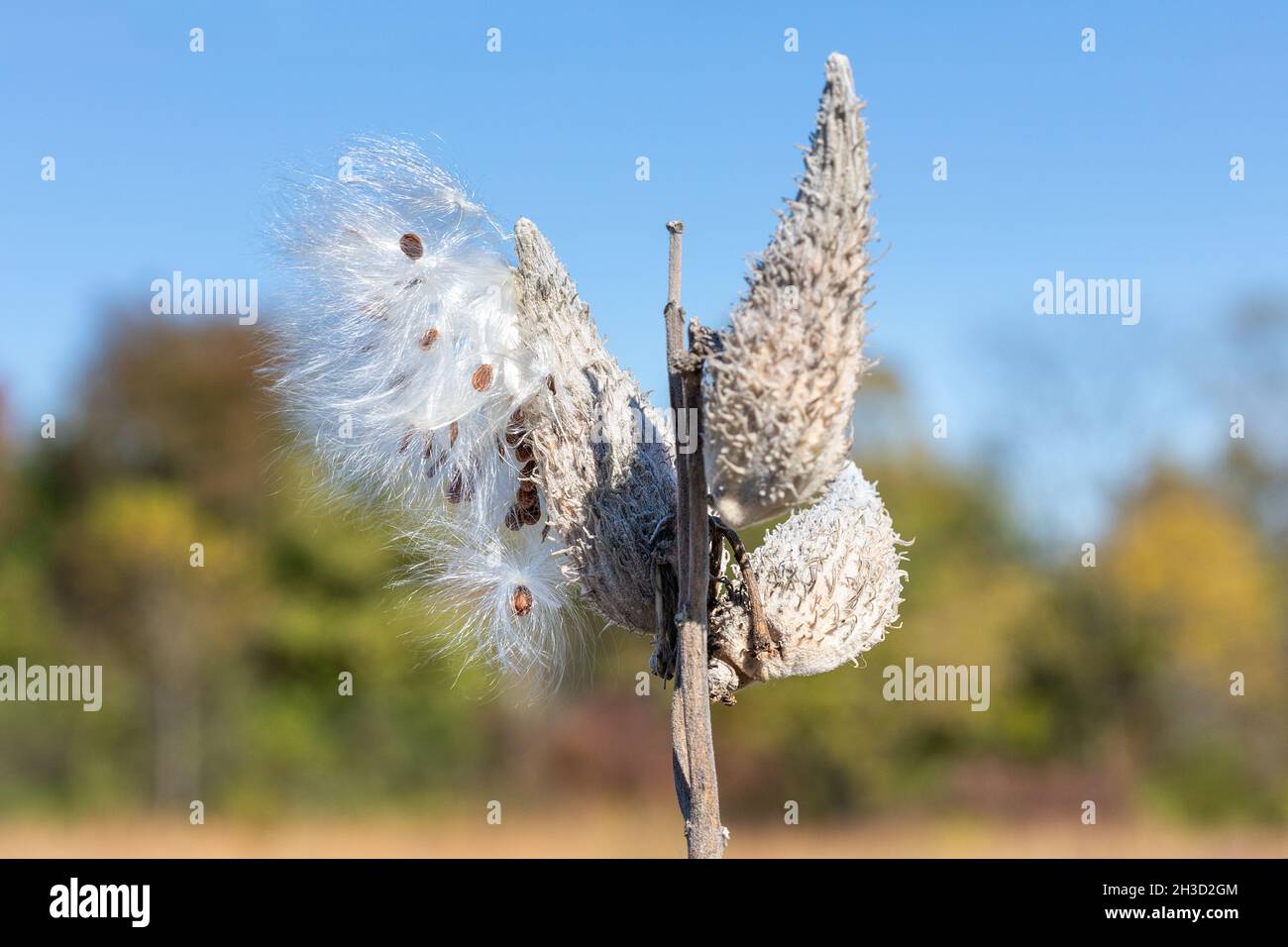Milkweed seeds blowing hi-res stock photography and images - Alamy
