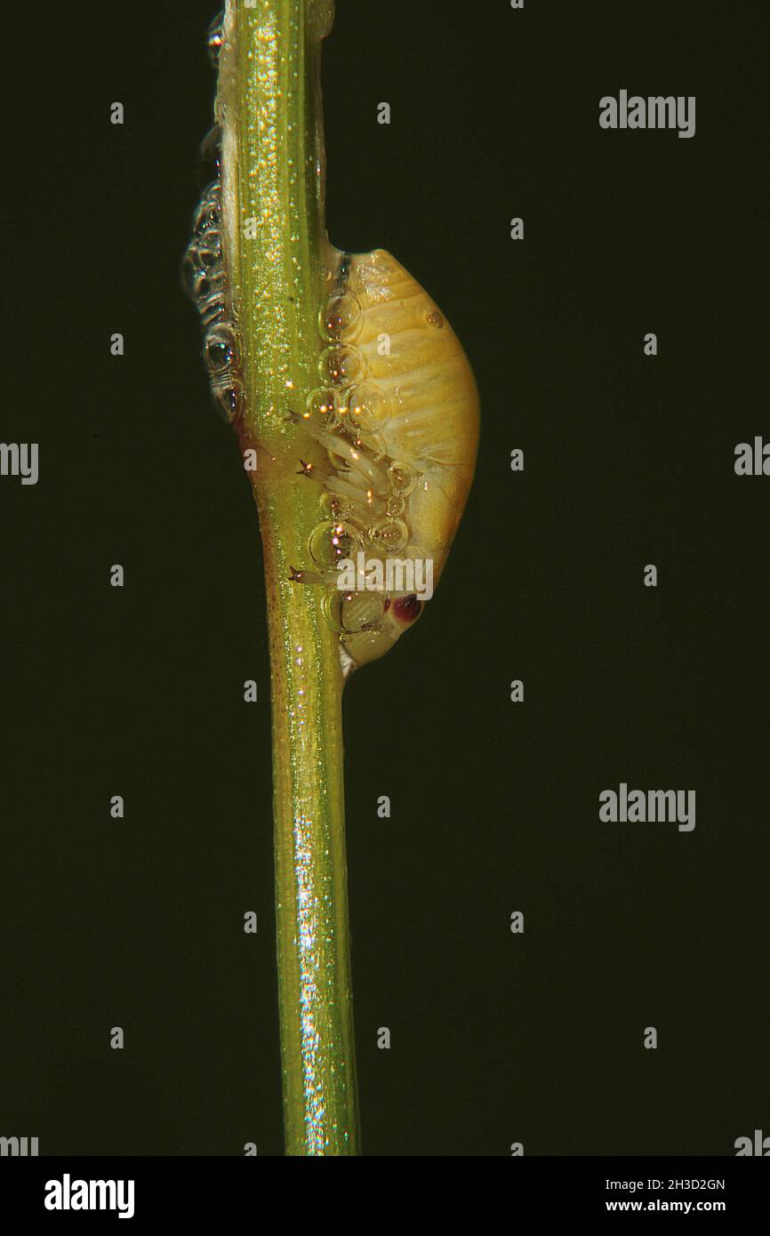 Spit Frog Hopper High Resolution Stock Photography and Images - Alamy