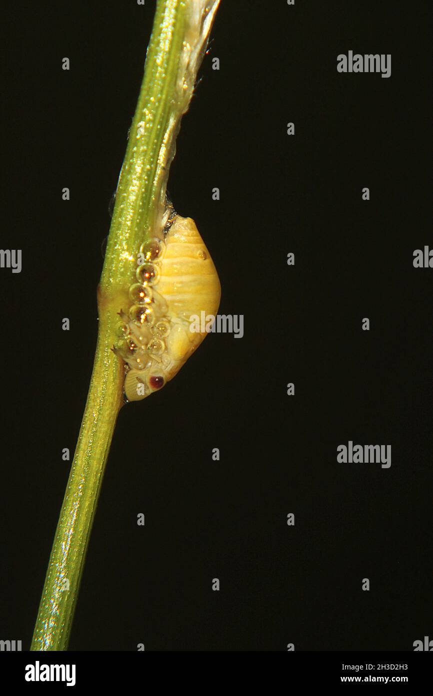 Spit frog hopper hi-res stock photography and images - Alamy