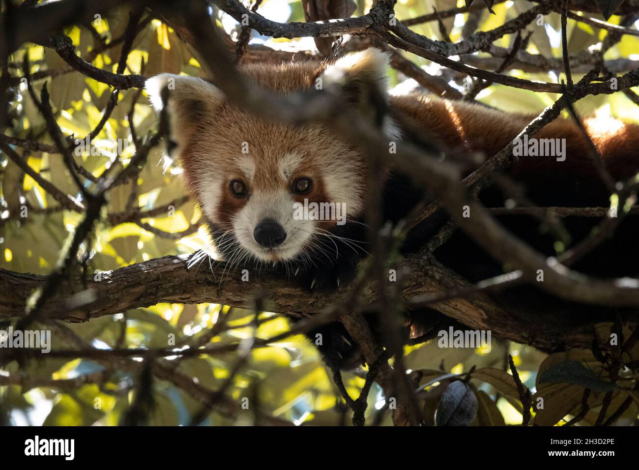 Portrait of a wild red panda in a Himalayan forest Stock Photo - Alamy
