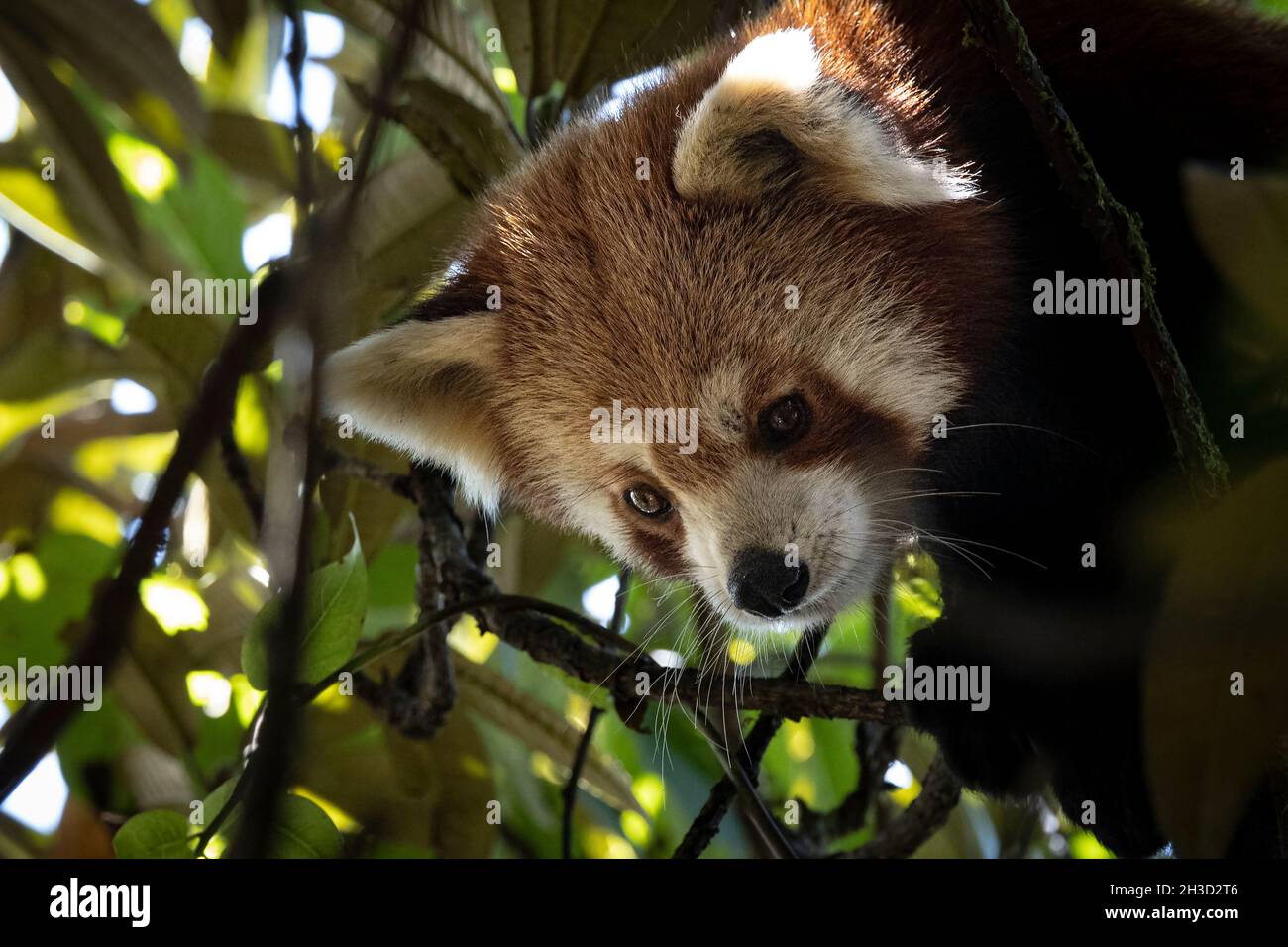 Portrait of a wild red panda in a Himalayan forest Stock Photo - Alamy