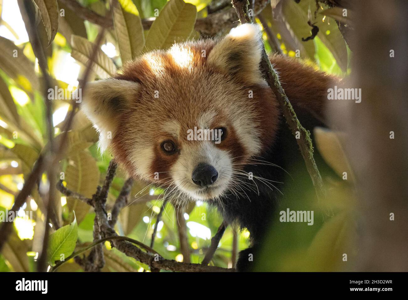 Portrait of a wild red panda in a Himalayan forest Stock Photo - Alamy