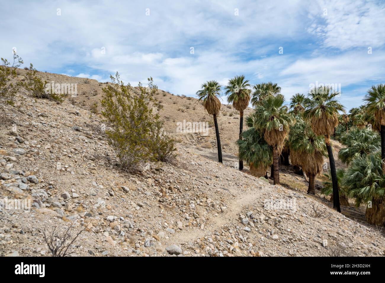 Pushawalla palm hi-res stock photography and images - Alamy
