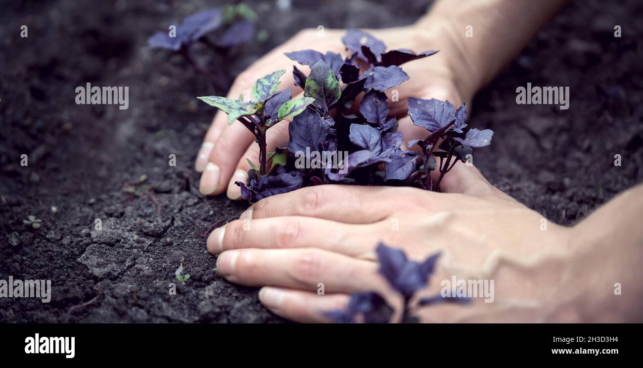 Fresh young sprouted basil sprouts Stock Photo - Alamy