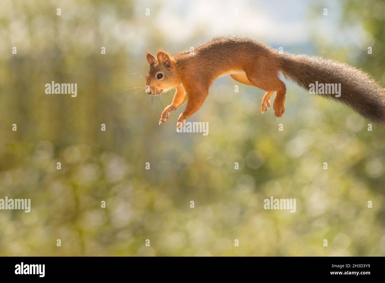 Flying squirrel jump hi-res stock photography and images - Alamy
