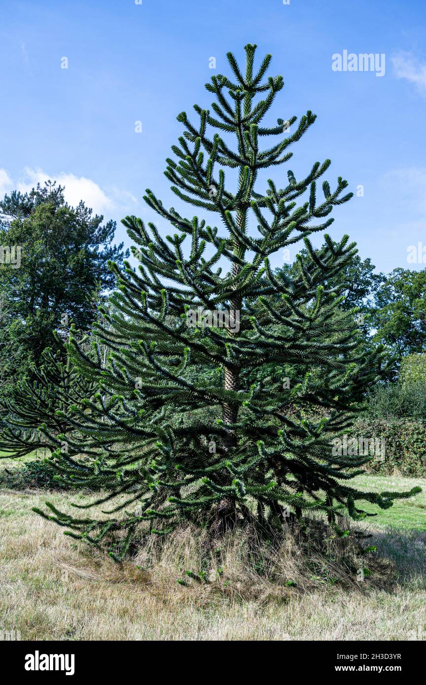 Chile National Tree
