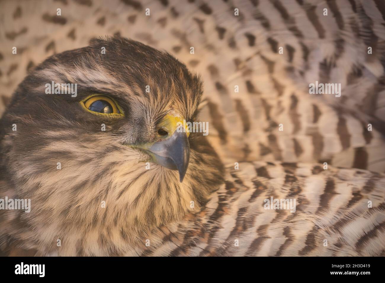 Head of a hawk hi-res stock photography and images - Alamy