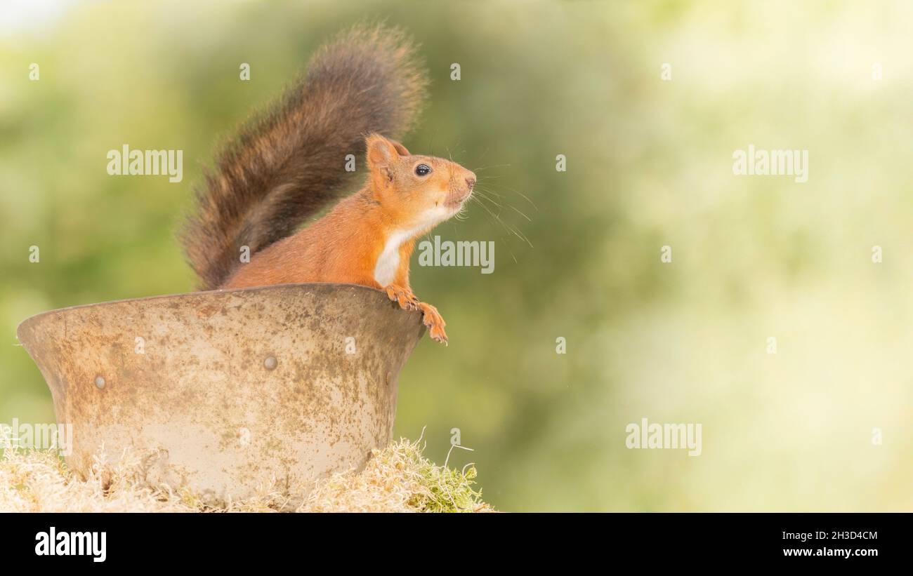 Army Squirrel