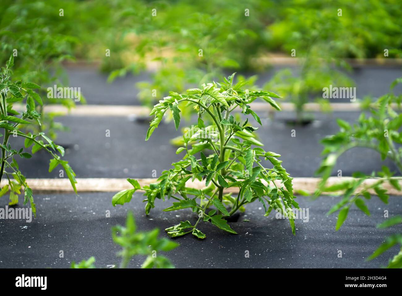 Agro fiber hi-res stock photography and images - Alamy