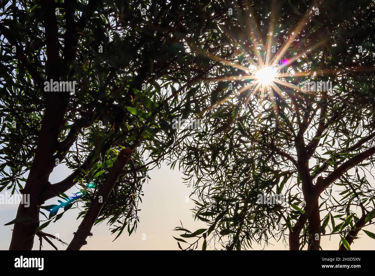 Sun shines through green foliage on tree branches in summer. Nature ...