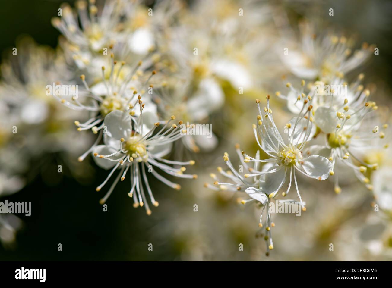 Filipendula Vulgaris Flower High Resolution Stock Photography and ...