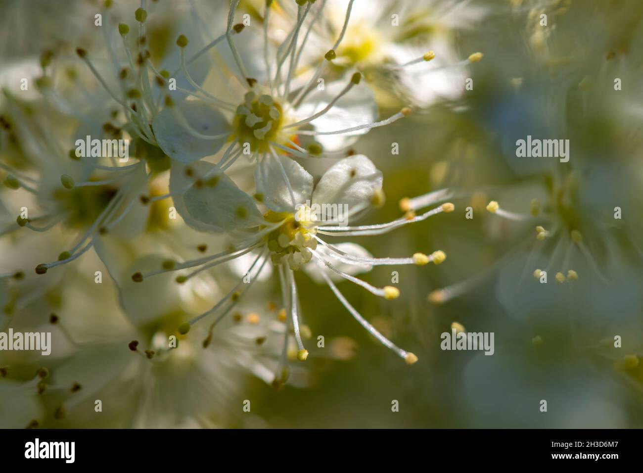 Dropwort in bloom filipendula vulgaris hi-res stock photography and ...
