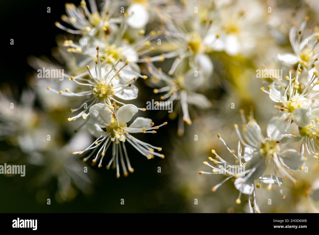 Filipendula vulgaris flower in field, close up Stock Photo - Alamy