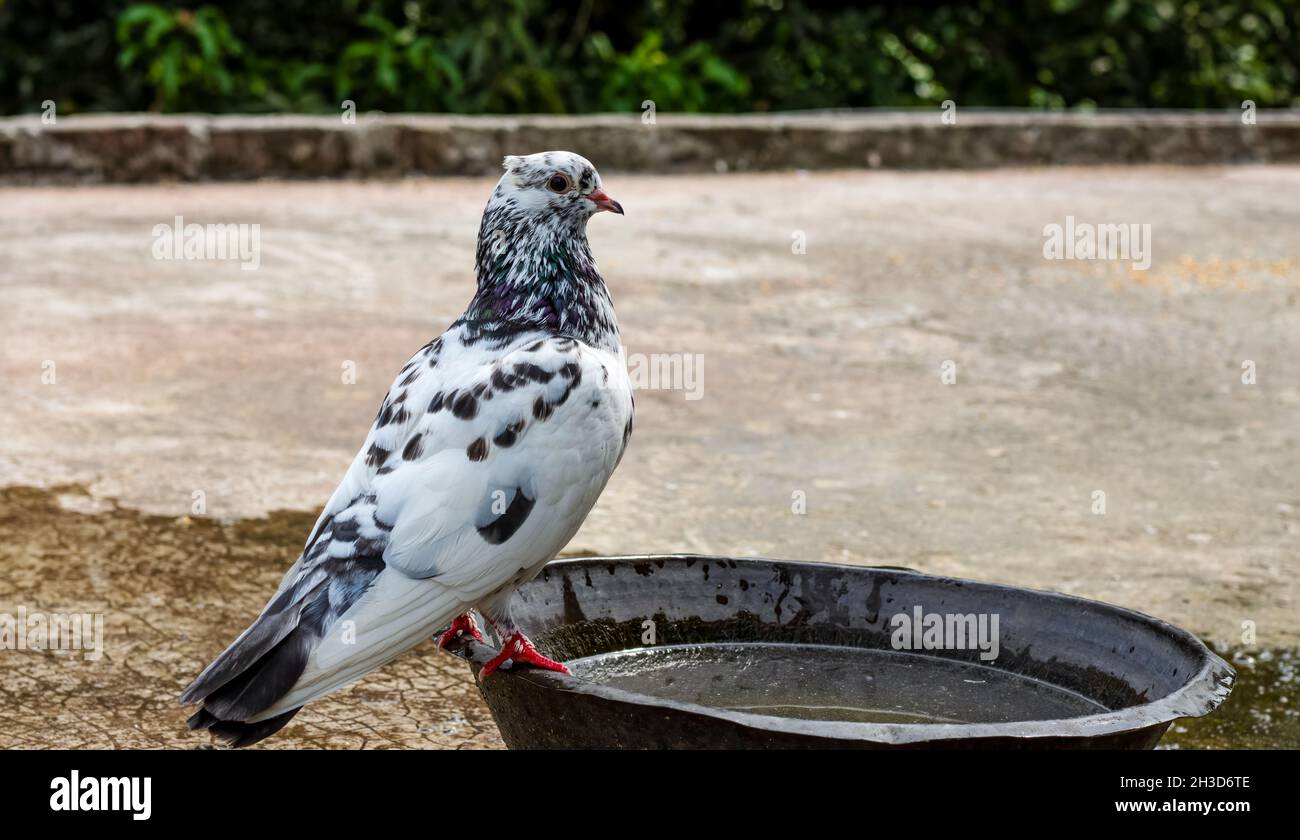 Adorable domestic pigeon standing on a copper bowl to drinking water ...