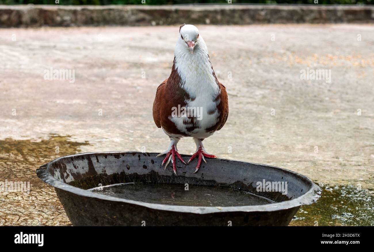 Beautiful domestic pigeon drinking water from a copper bowl Stock Photo ...