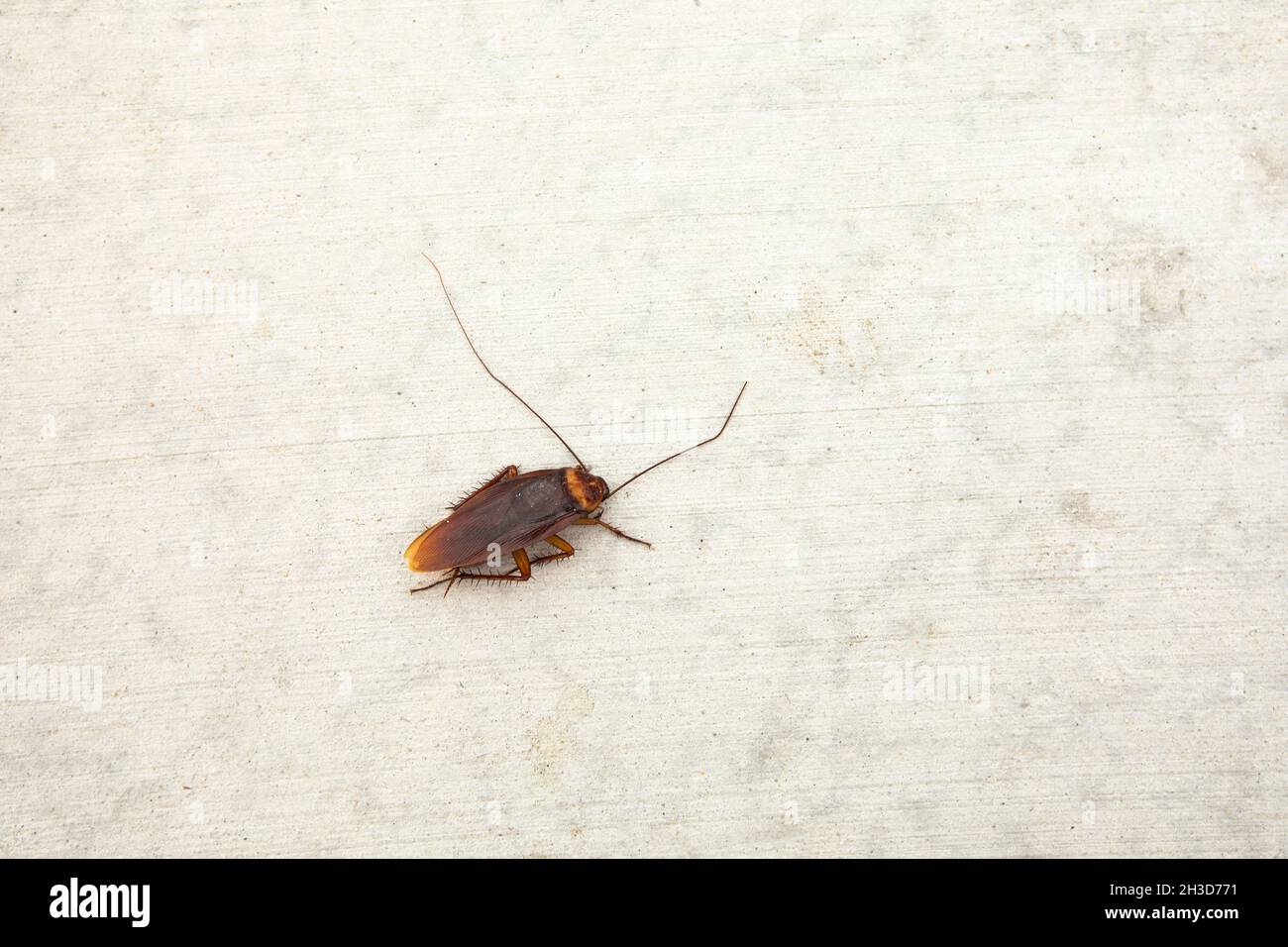 Cockroach on the ground hi-res stock photography and images - Alamy