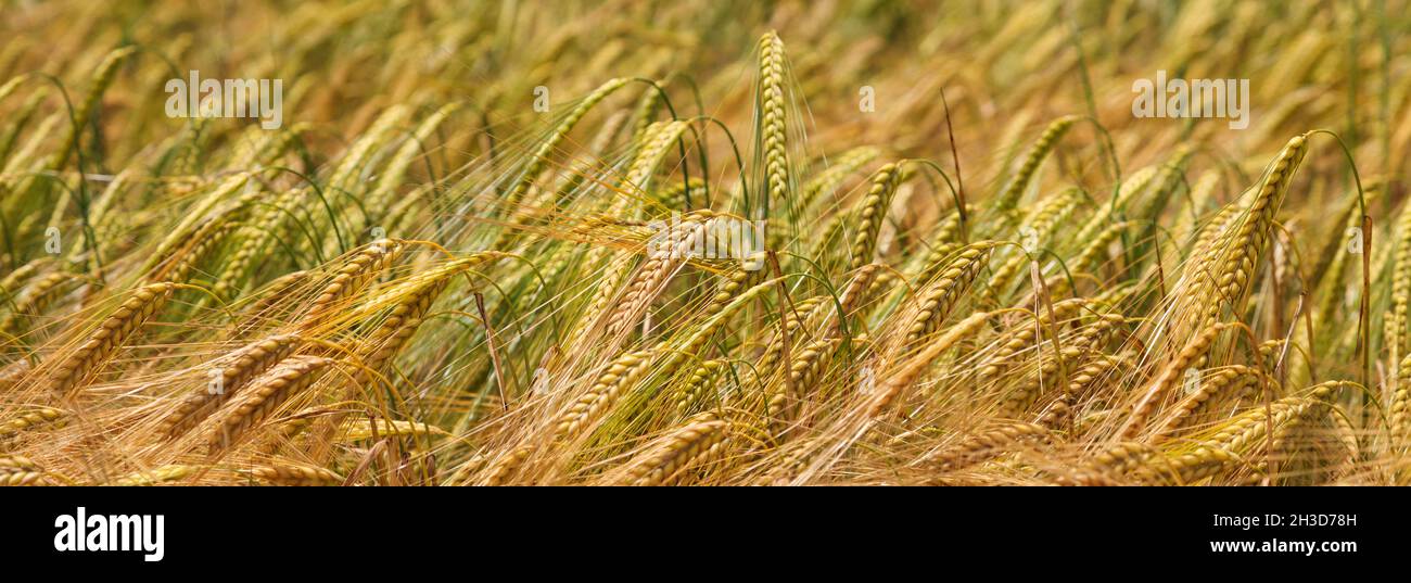 Wheat field closeup with depth of field Stock Photo - Alamy