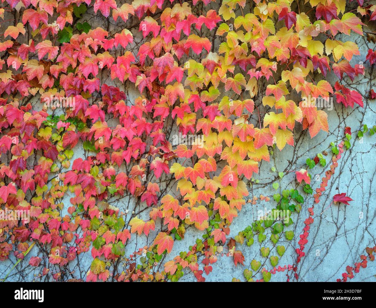 Climbing plants on concrete hi-res stock photography and images - Alamy
