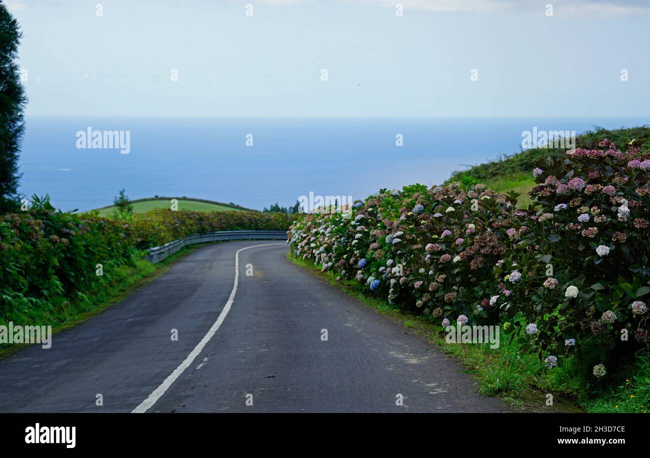 colorful hydrangea flowers on azores road Stock Photo - Alamy