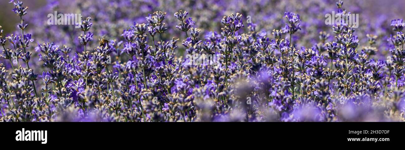 lavender field in daylight, banner Stock Photo - Alamy