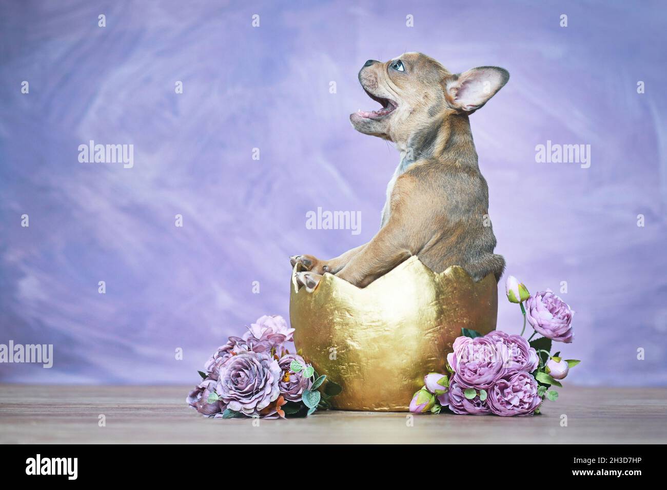 Laughing French Bulldog dog puppy hatching out of golden egg shell next ...
