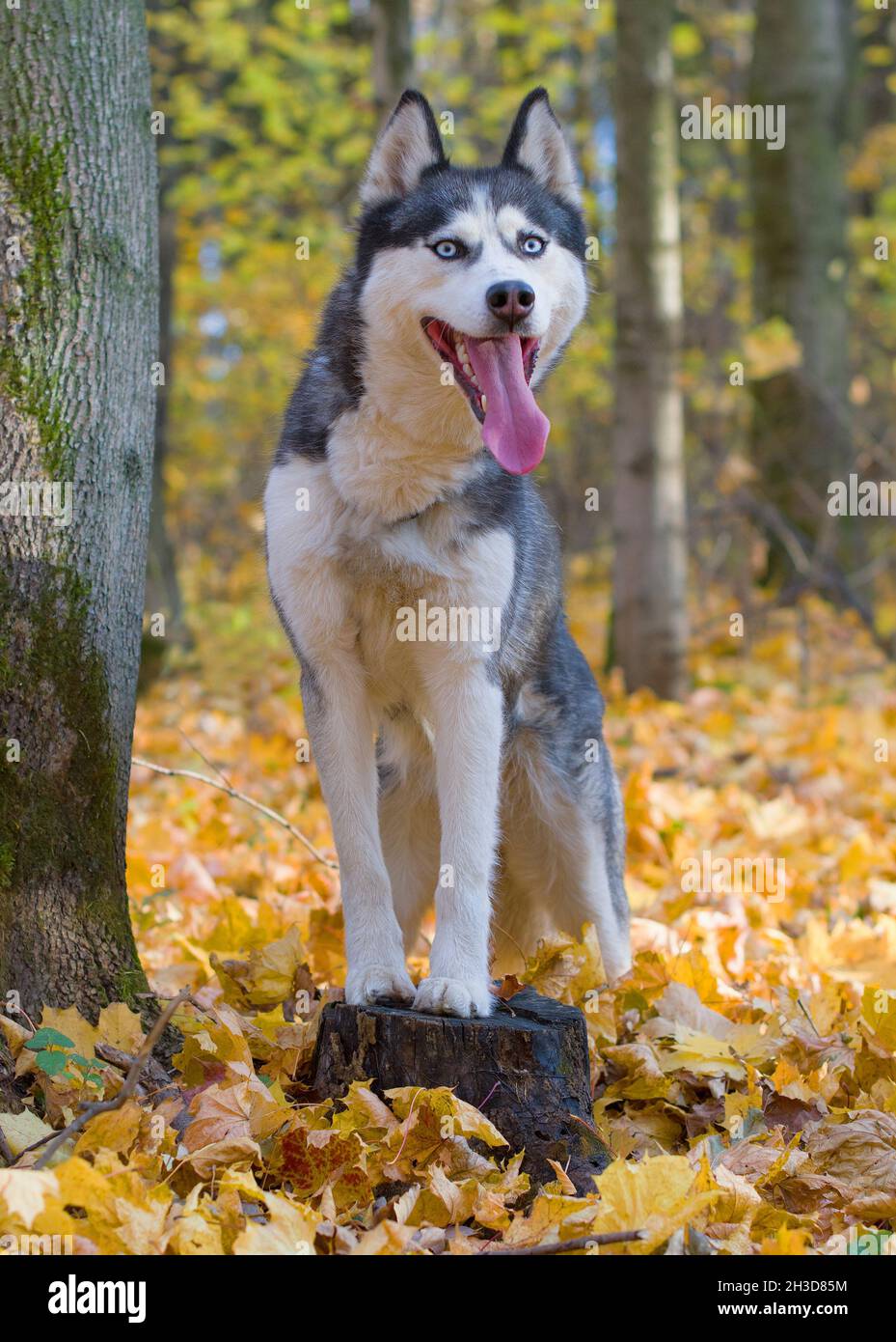 Portrait of a dog on a tree stump. Siberian Husky black and white ...