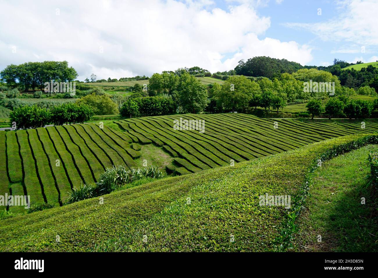 Tea farmer azores hi-res stock photography and images - Alamy