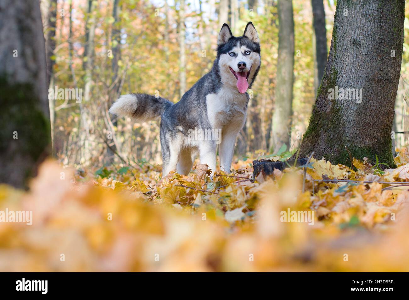 Portrait of beautiful and happy siberian Husky dog stand in the bright ...