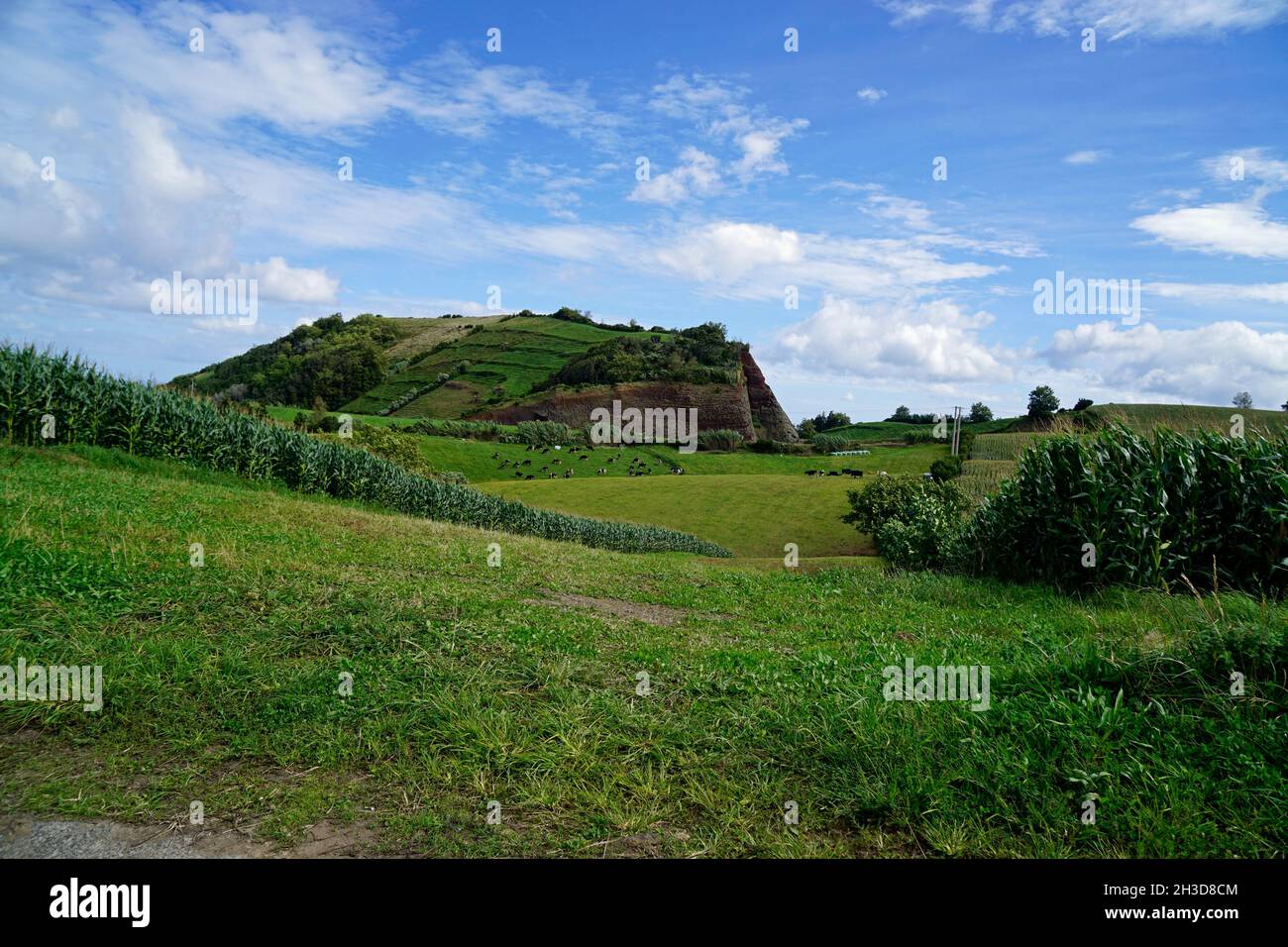 green farmland on the azores islands Stock Photo - Alamy
