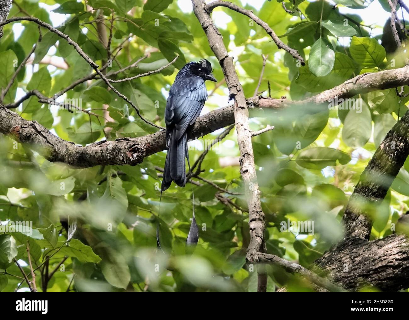 Closeup shot of the greater racket-tailed drongo (Dicrurus paradiseus ...
