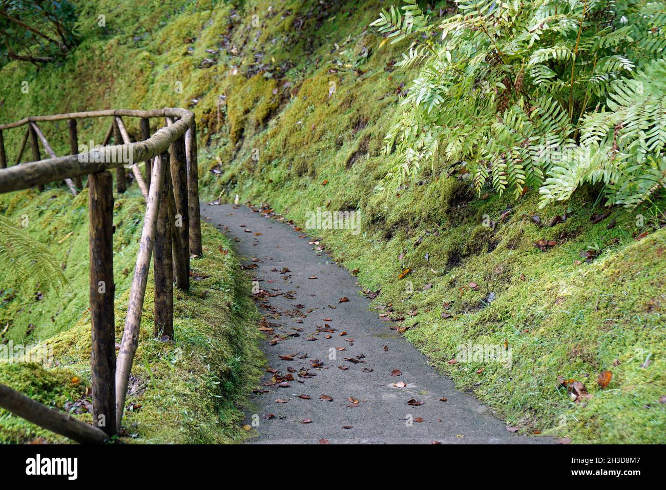muddy hiking trails on the azoresisland sao miguel Stock Photo - Alamy