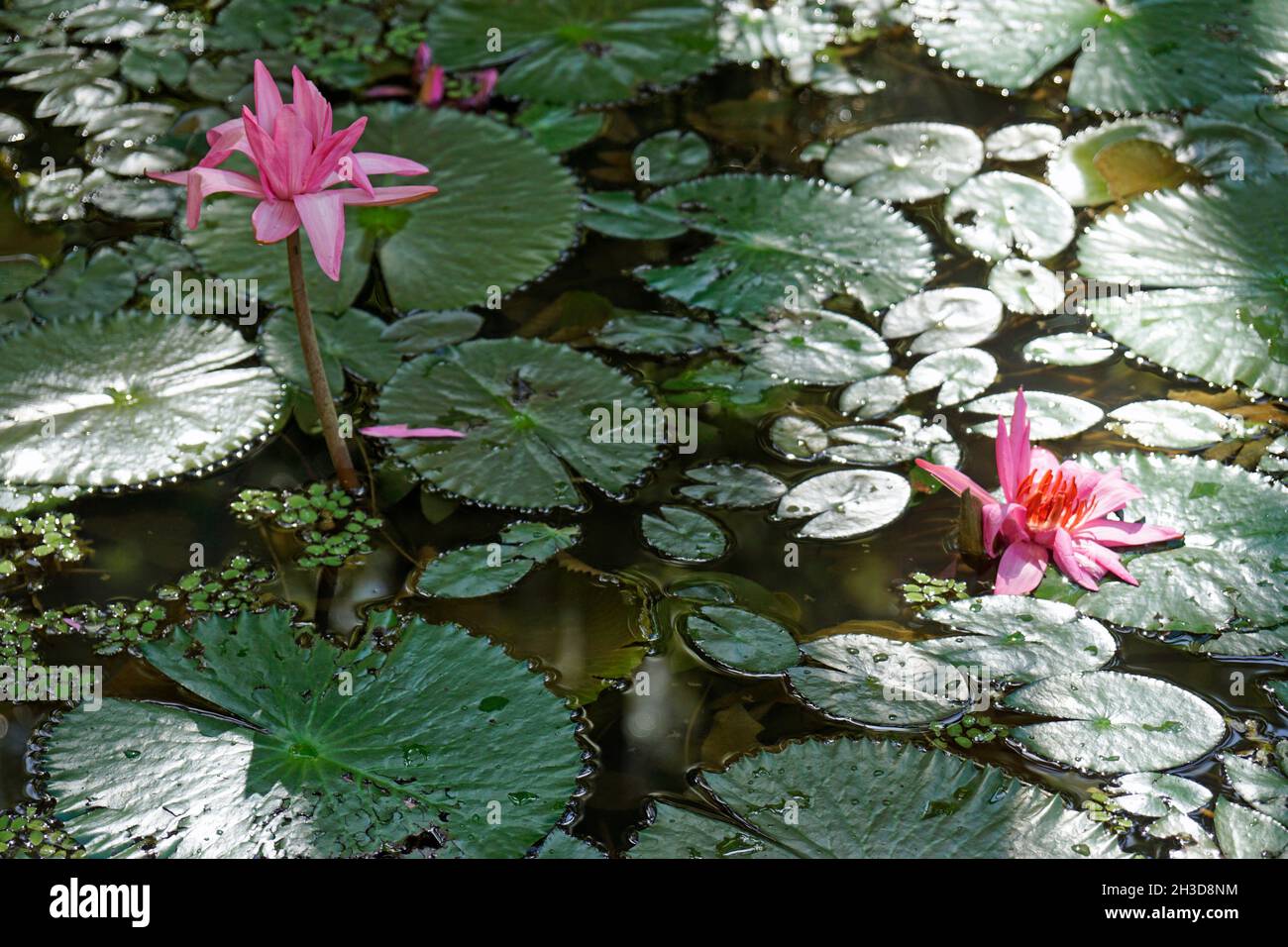 colorful flowers on azores island sao miguel Stock Photo - Alamy