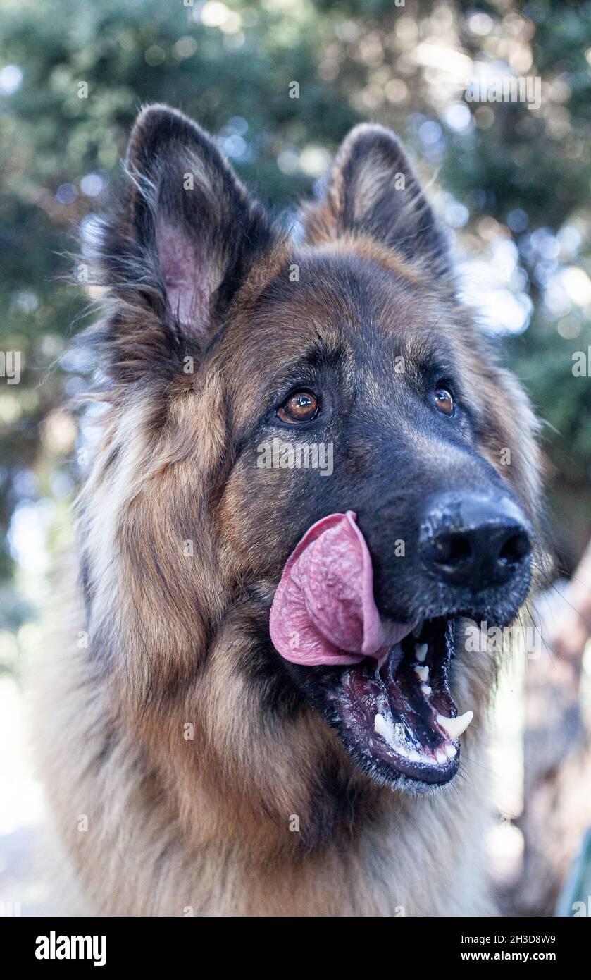 German Shepherd at the park Stock Photo - Alamy