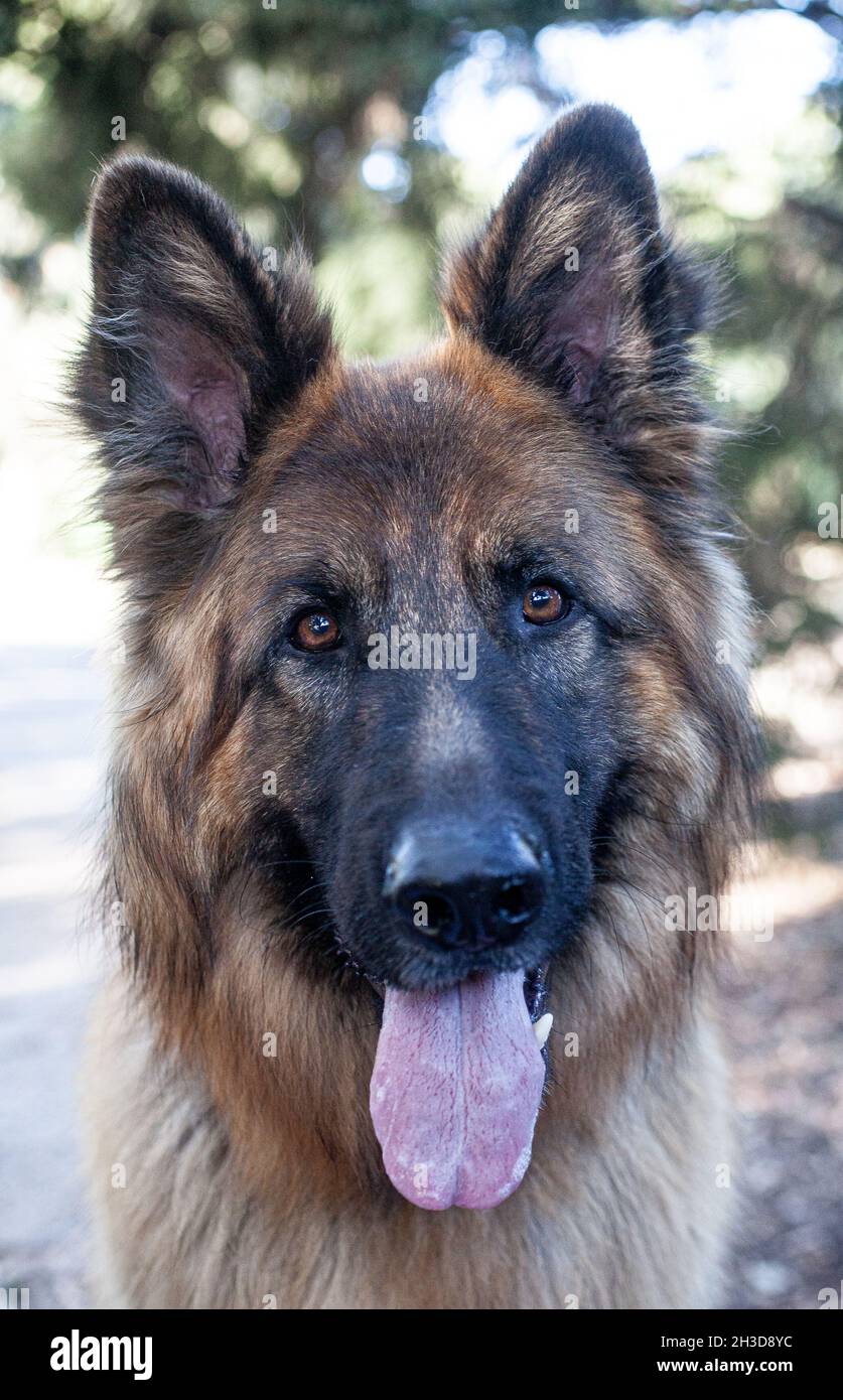German shepherd park hi-res stock photography and images - Alamy