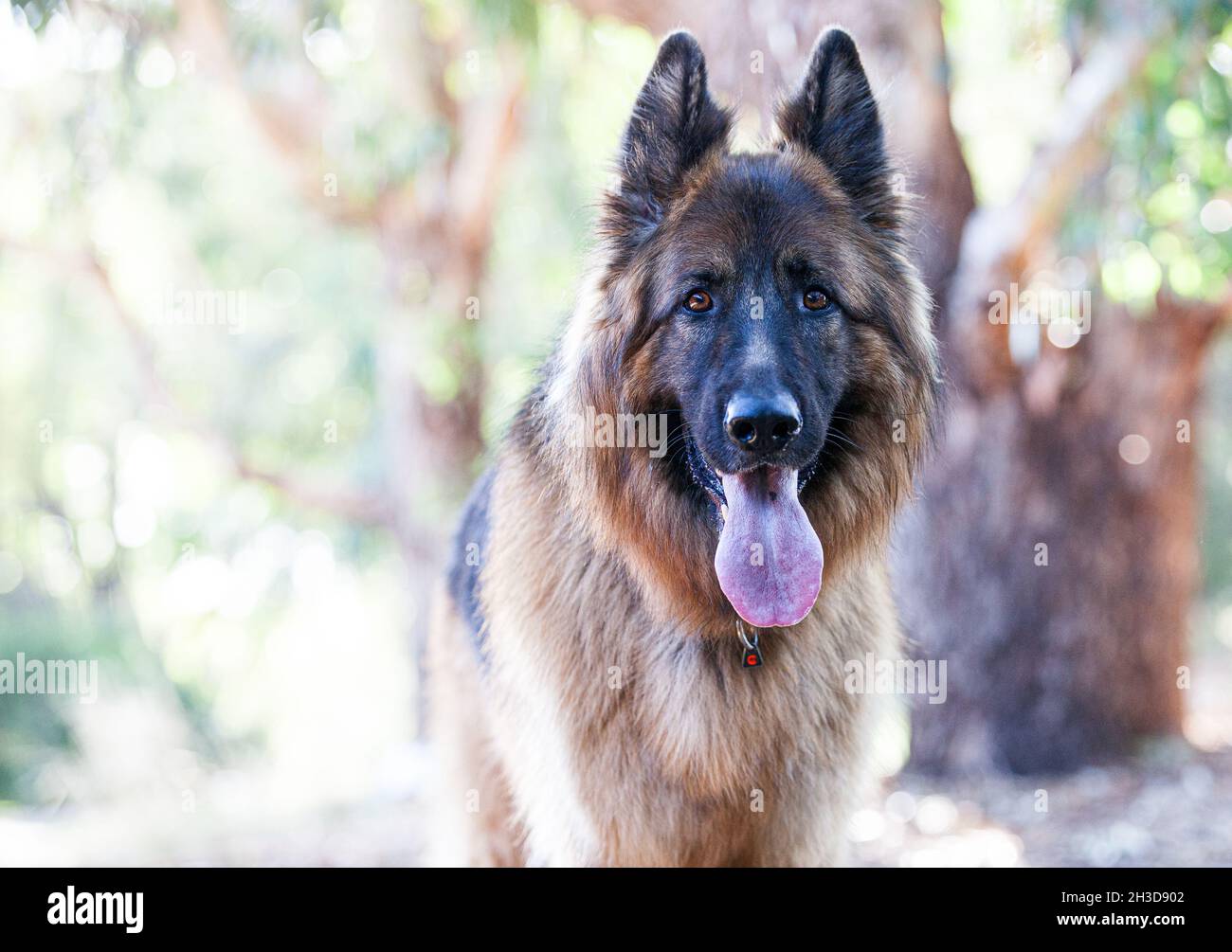 German Shepherd at the park Stock Photo - Alamy