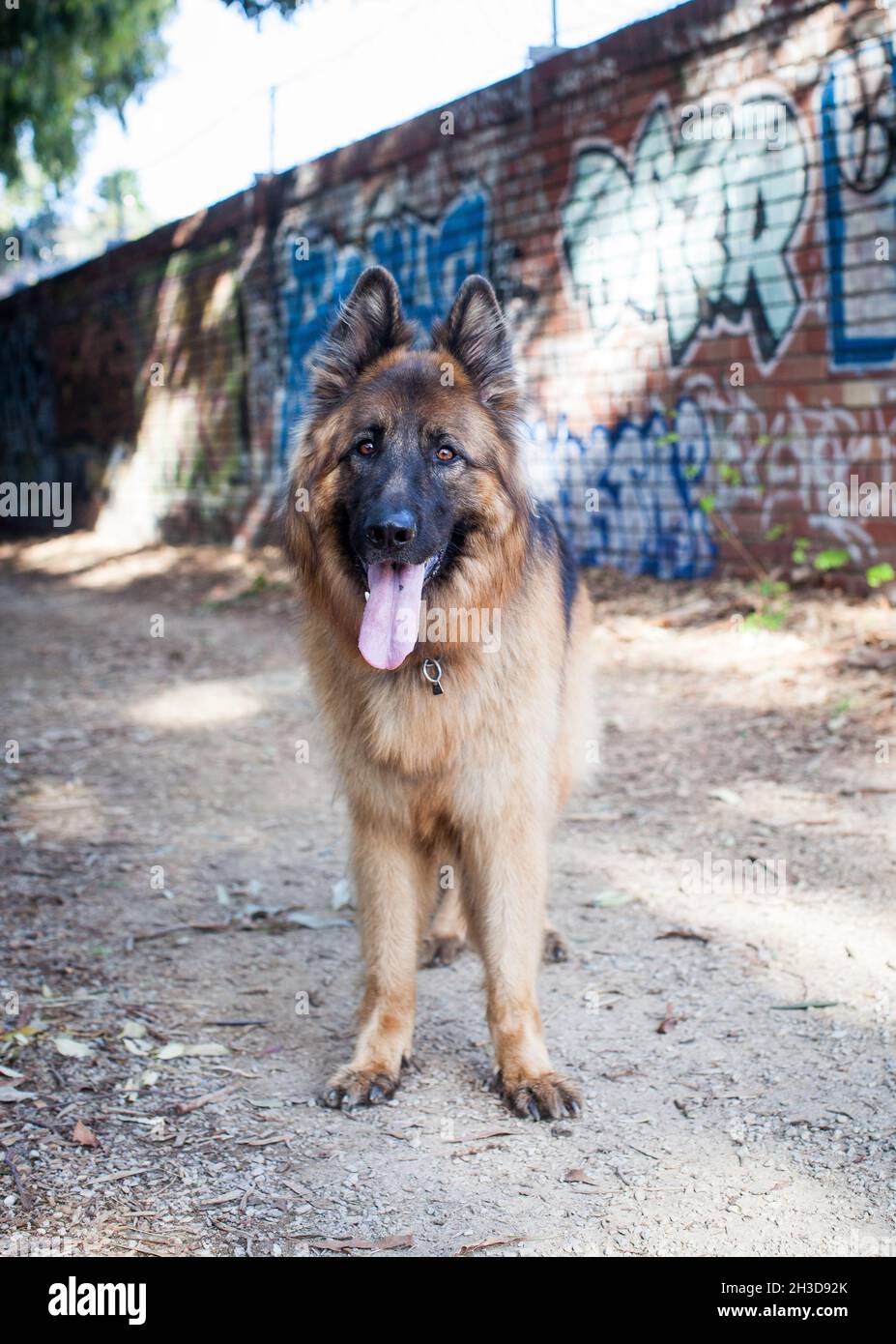 German Shepherd at the park Stock Photo - Alamy
