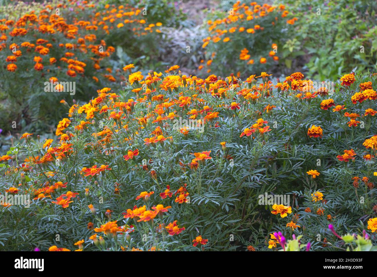 Lots of merigold flowers in the garden in beautiful orange color Stock ...