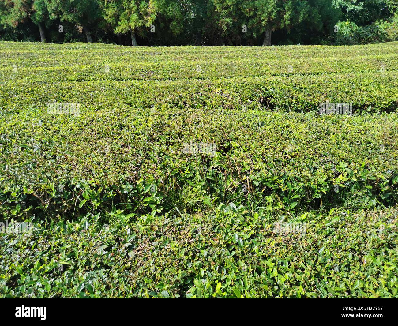 Tea farmer azores hi-res stock photography and images - Alamy
