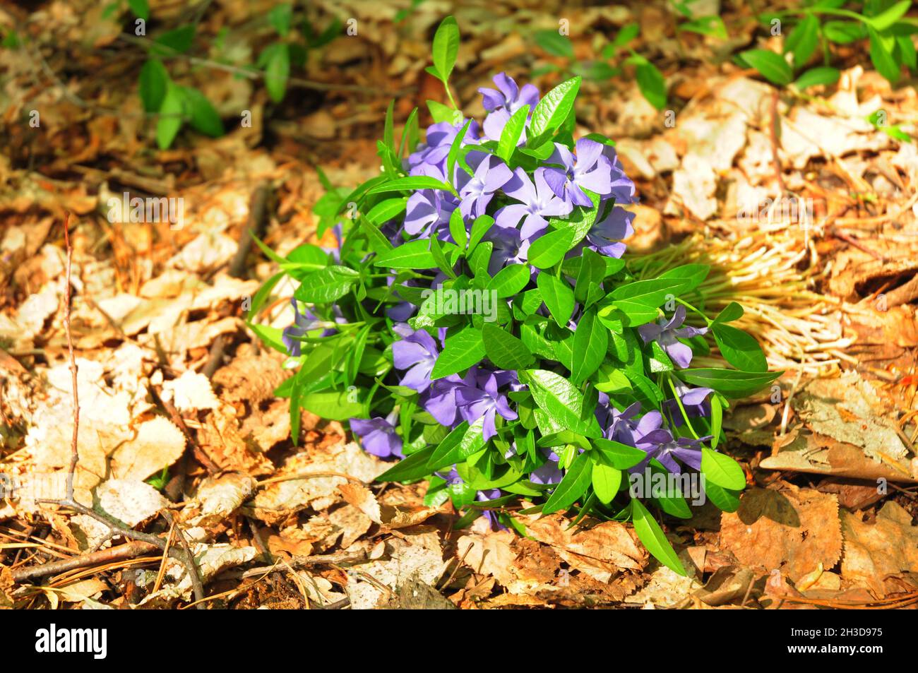 Blue periwinkle flower. Wild forest periwinkle flowers bouquet Stock ...