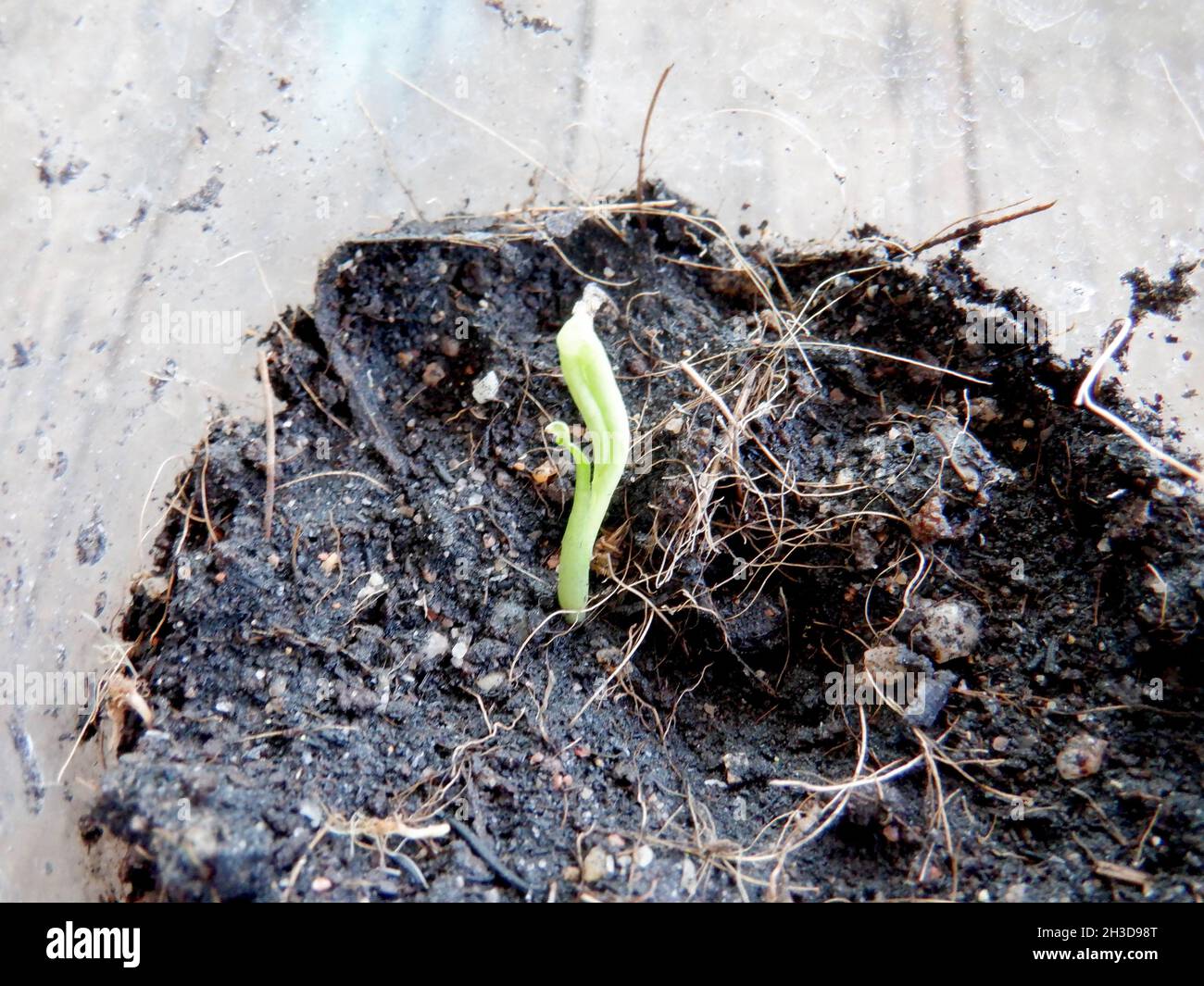Microshot of a small Monstera seedling Stock Photo - Alamy