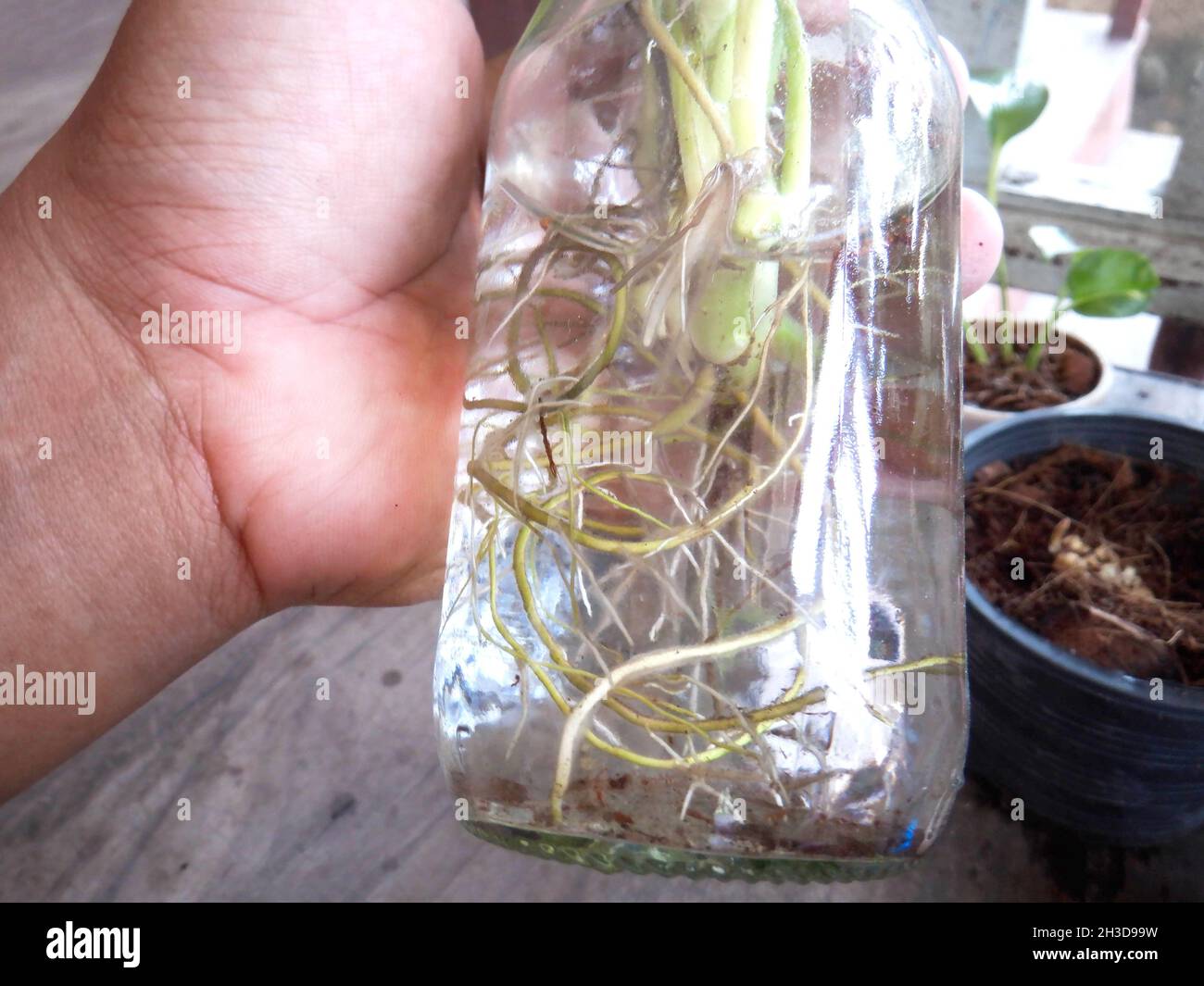 Soaked tree hi-res stock photography and images - Alamy