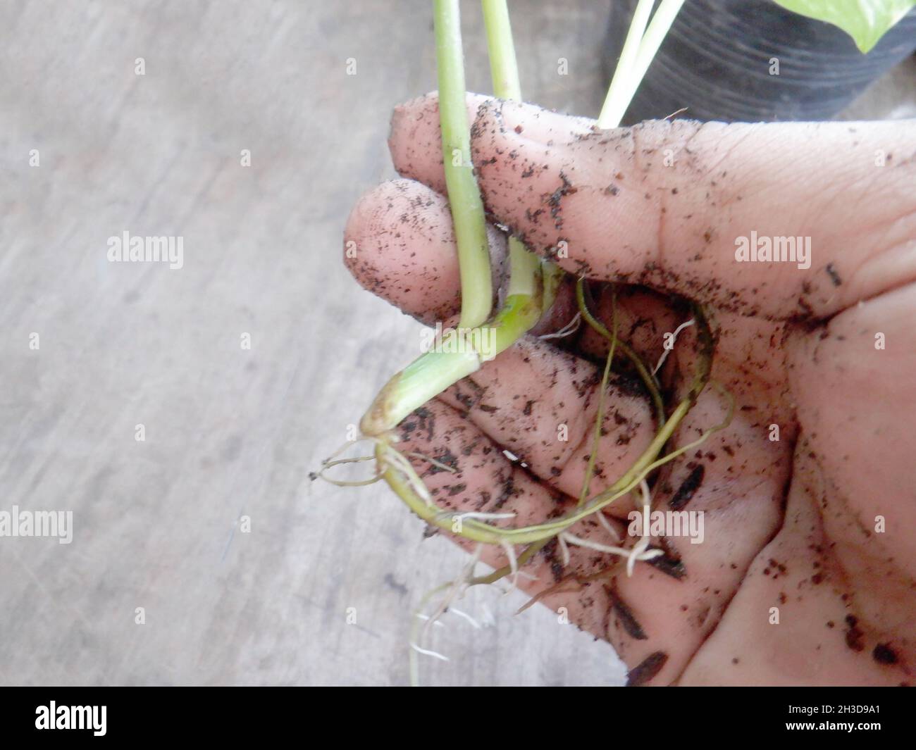 hand holding tree roots planting trees Stock Photo - Alamy