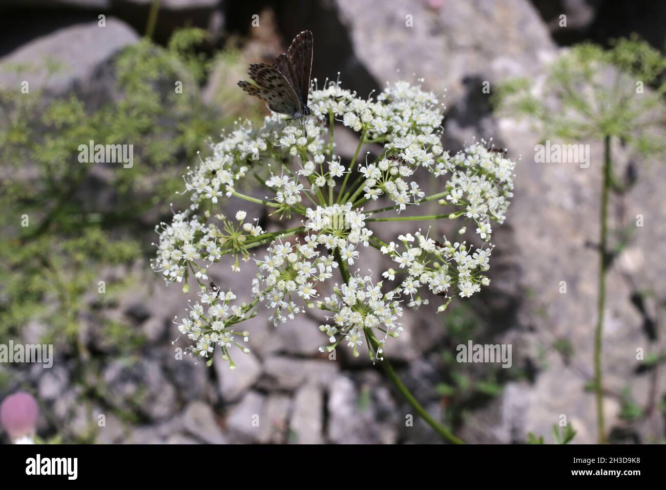 Selinum silaifolium, Cnidium silaifolium, Apiaceae. Wild plant shot in ...